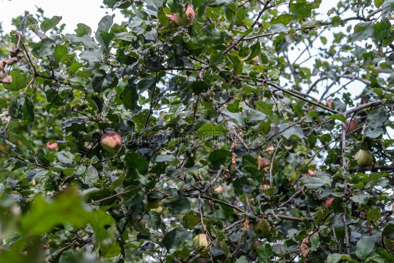 Apples on an Apple Tree in an Abandoned Orchard Stock Image - Image of ...