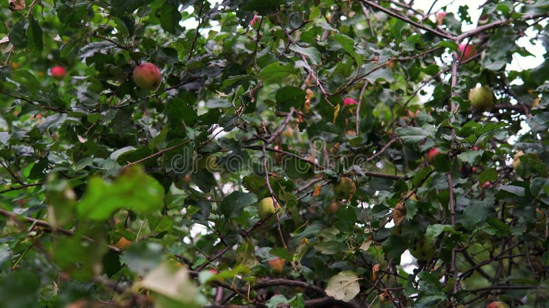 Apples on an Apple Tree in an Abandoned Orchard Stock Video - Video of ...