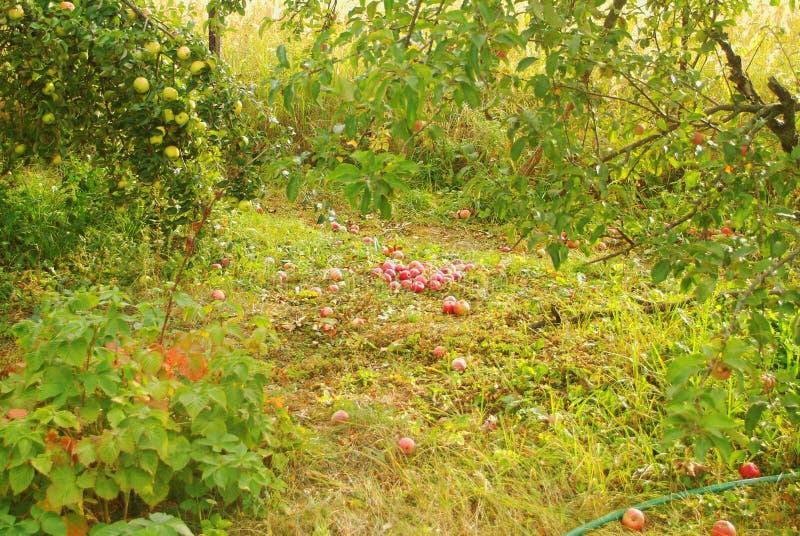 Apples on the Apple Tree in Autumn Stock Photo - Image of diet, farm ...