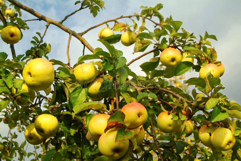 Apples on the Apple Tree in Autumn Stock Photo - Image of colorful ...