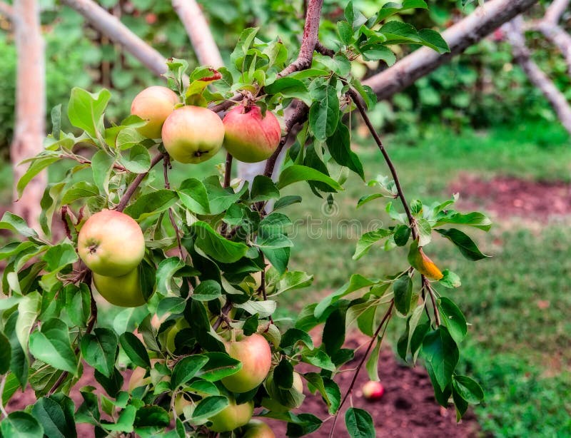 Apples on Apple Tree Branch Stock Photo - Image of agricultural, fruit ...