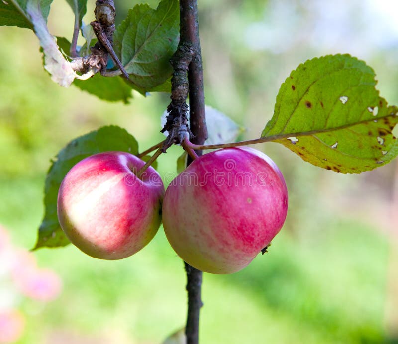 Apple-tree Branch with Flowers Stock Image - Image of freshness ...