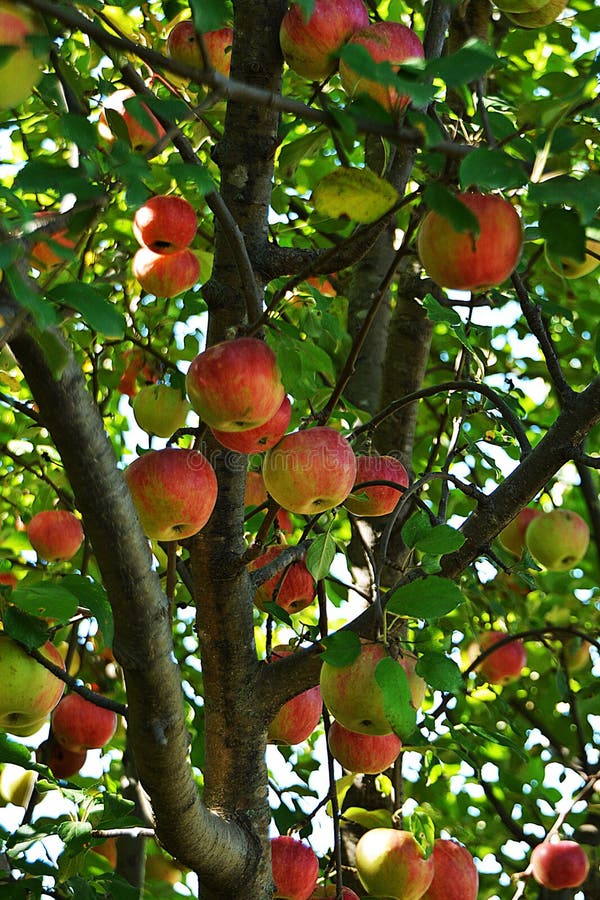 Apples stock image. Image of hanging, orchard, ripe, apple - 38345629
