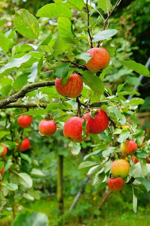 Apples stock image. Image of local, healthy, fresh, fruit - 33646655