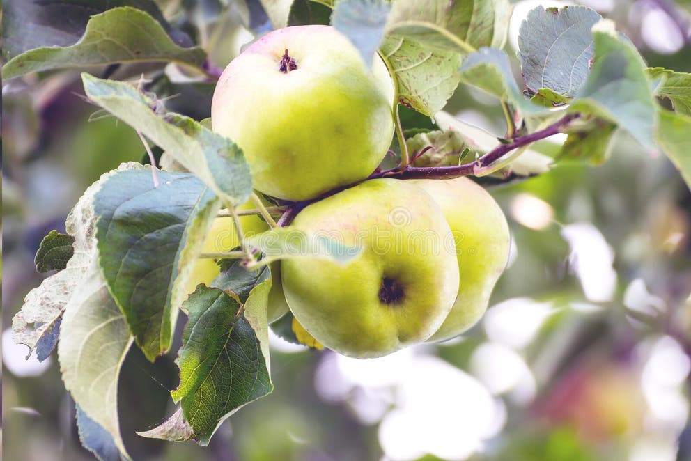 Apples on an apple tree stock photo. Image of healthy - 99240002