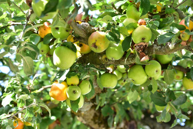 Pedestrian Crossing at a Tram Stop in Vienna Stock Image - Image of ...