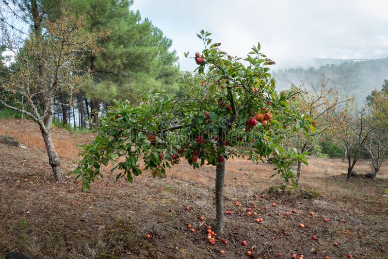 The Apples on the Apple Tree and the Waste on the Ground Stock Image ...