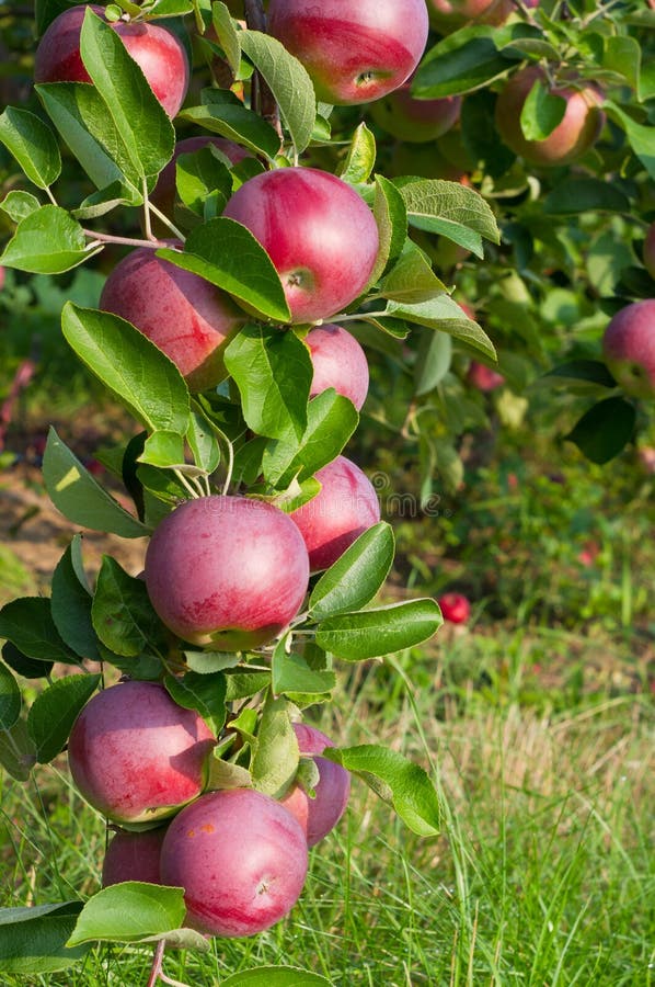 Apples and Apple Trees stock photo. Image of fall, orchard - 21038768