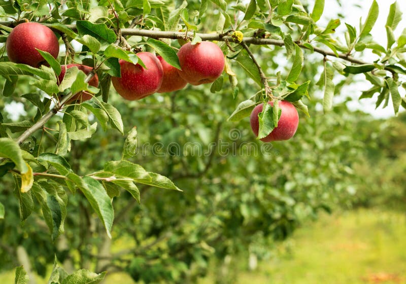 Akane Apples Growing on Tree Stock Image - Image of lifestyle ...