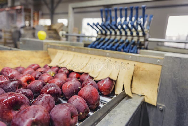 Apples on Automatic Picking Line Stock Photo - Image of diet, plant ...