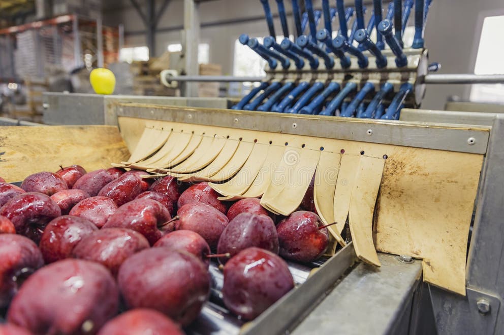 Apples on Automatic Picking Line Stock Photo - Image of fresh, sweet ...