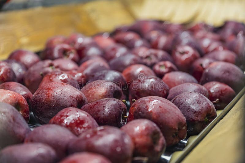 Apples on Automatic Picking Line Stock Photo - Image of healthy, apples ...