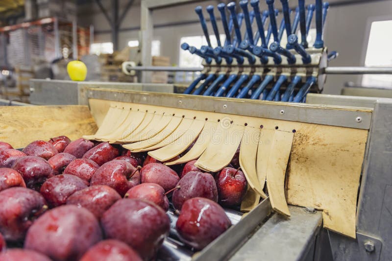 Apples on Automatic Picking Line Stock Photo - Image of fresh, apple ...