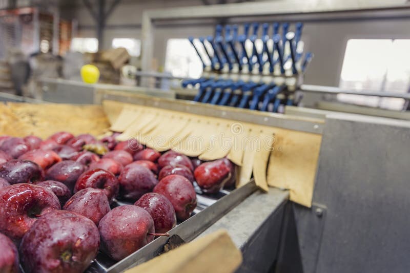 Apples on Automatic Picking Line Stock Image - Image of isolated, fresh ...