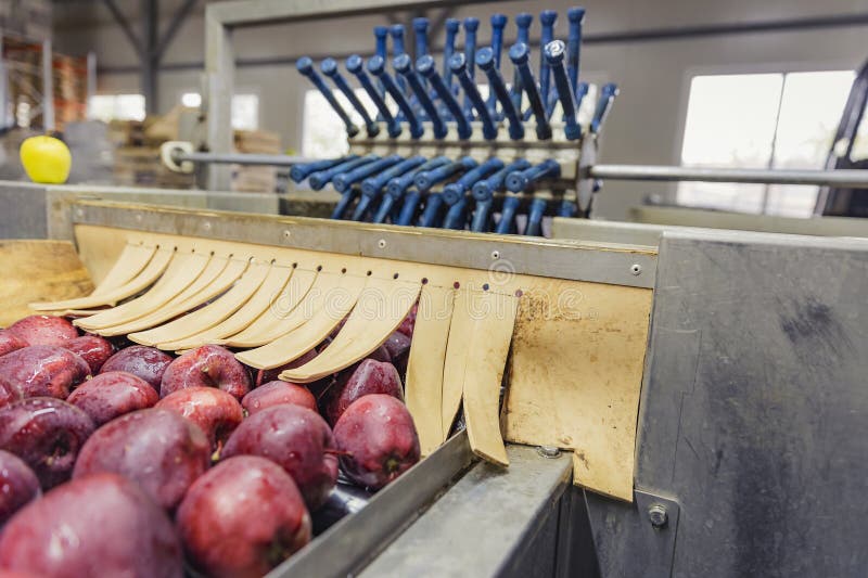 Apples on Automatic Picking Line Stock Photo - Image of health, plant ...