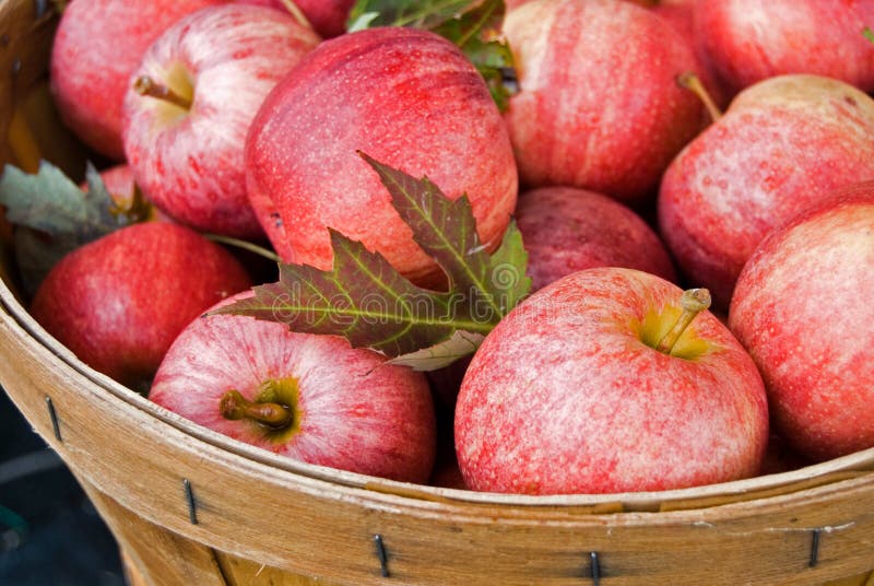 Apples in Autumn stock photo. Image of nutrition, fiber - 16376392