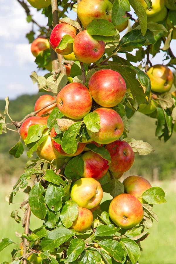 Apples in autumn stock image. Image of health, copy, healthy - 43672003