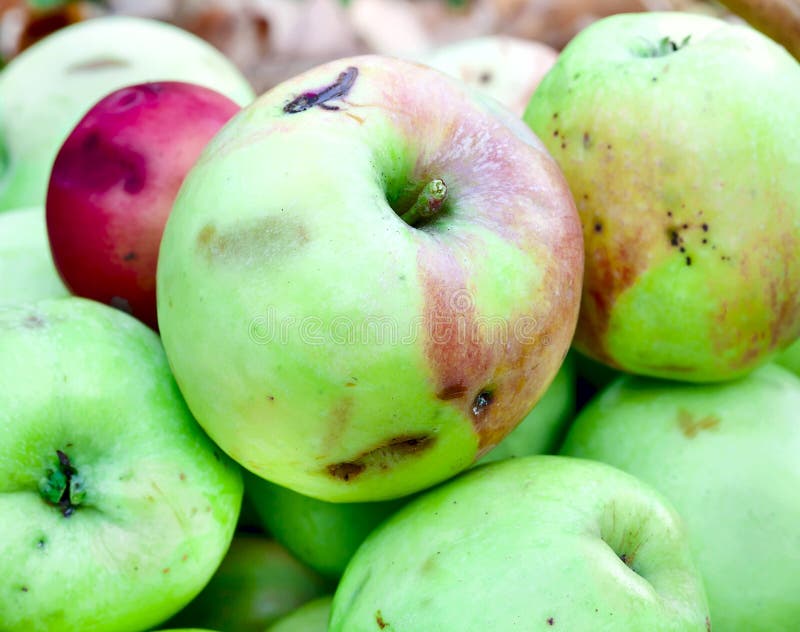 Apple Rot and Other Fruit Rot Fungi. Spoiled Orchard Apple Fruit ...