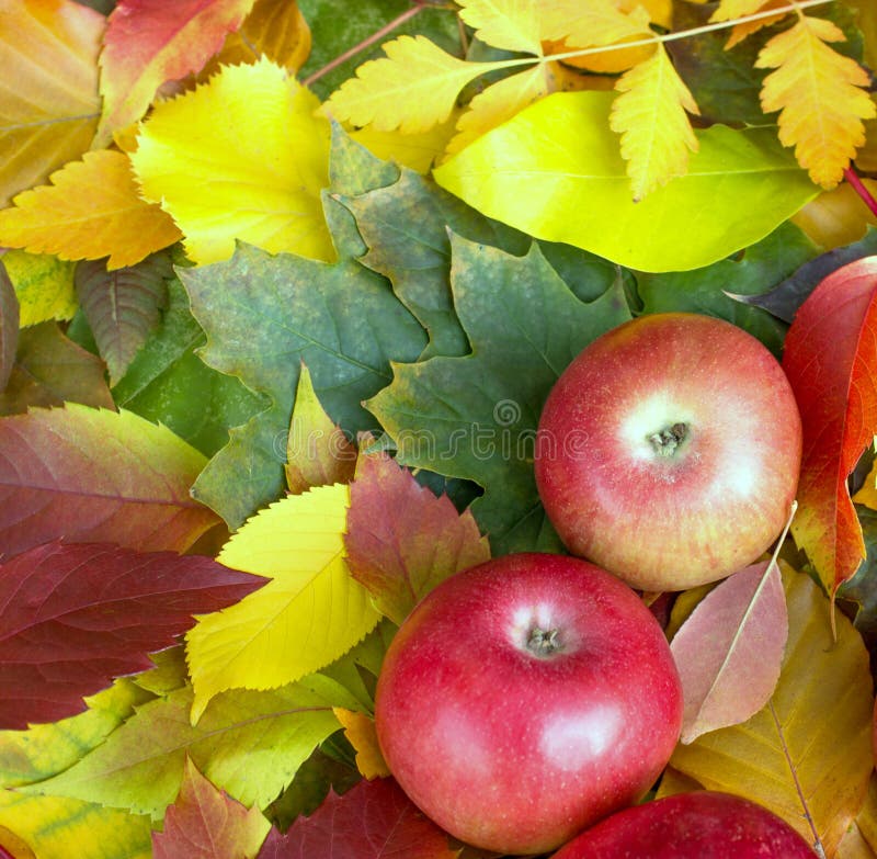Apples on autumn leaves stock image. Image of apple, lush - 26706079