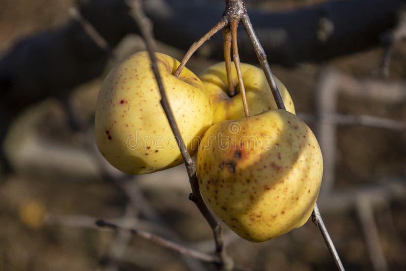Apples on a Bare Tree Branch Stock Photo - Image of fruit, organic ...