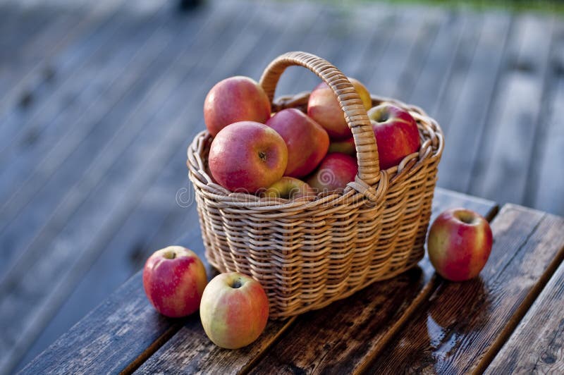 Apples in a basket stock photo. Image of terrace, rain - 10911488