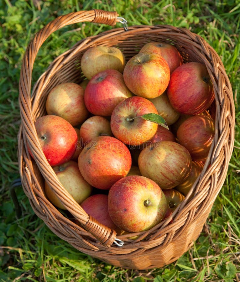 Apples in a basket stock image. Image of vertical, biological - 11330859