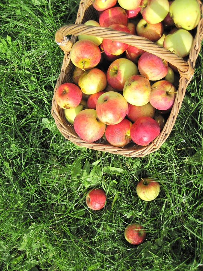 Apple on the hay stock photo. Image of stores, rops, health - 6641972