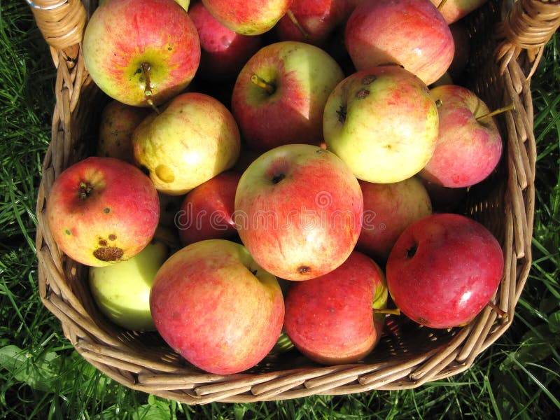 Fresh apples stock image. Image of basket, food, fresh - 7675239