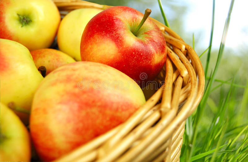 Apples in a basket stock photo. Image of fruit, grass - 21763580