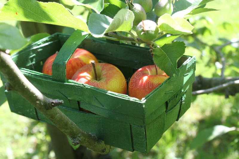 Apples in a Basket in the Apple Tree Stock Photo - Image of organic ...