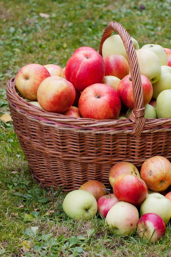 Apples in basket stock photo. Image of grass, backlit - 22028428