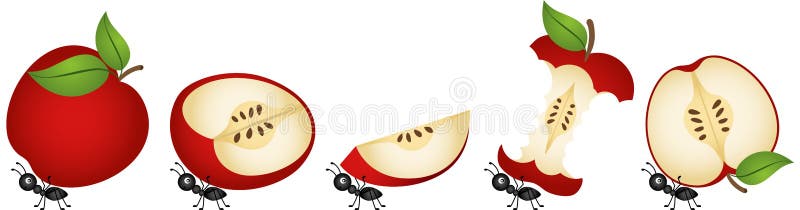 Apples Being Carried by Ants Stock Vector - Illustration of insect ...