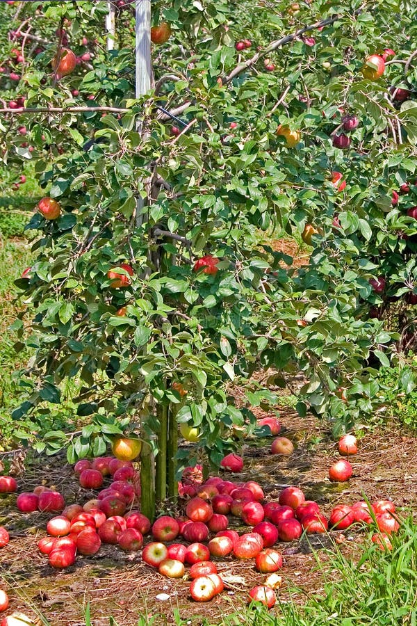 Apples Below a Tree (vertical) Stock Image - Image of farm, rural: 33352503