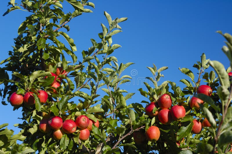 Apple Boughs Laden With Blossom In The Spring On Red Background And ...
