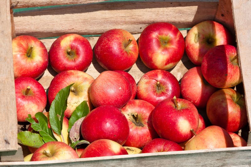 Apples in a box stock image. Image of close, healthy - 25420141