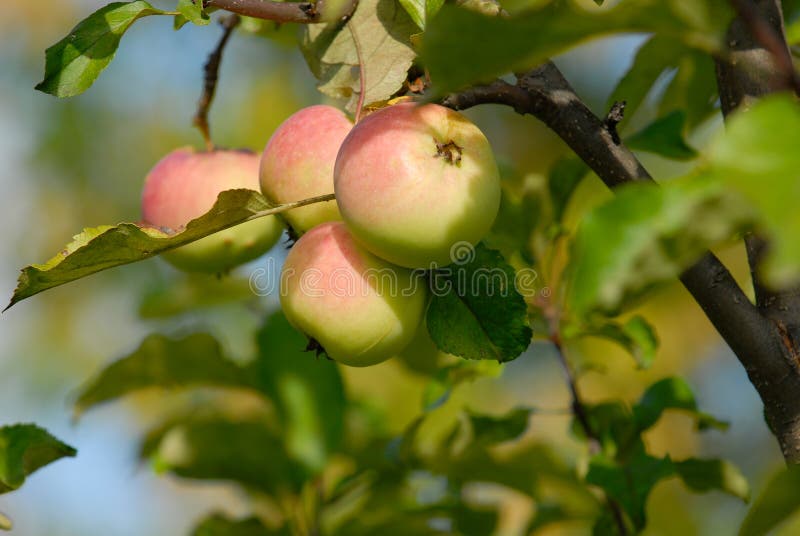 Apples on branch stock photo. Image of fruit, apple, leaf - 10970222