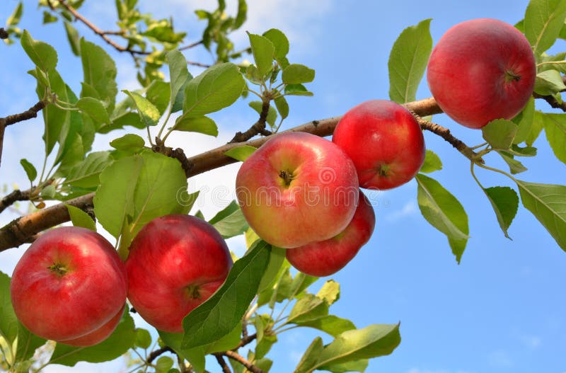Apple Branch stock photo. Image of apple, eden, fall, green - 300344