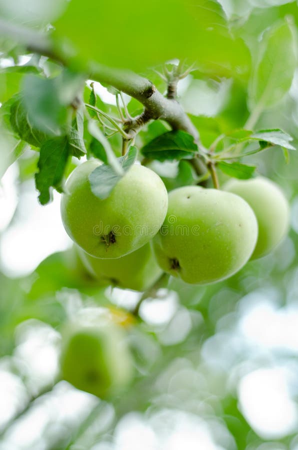 Apples on branch stock image. Image of healthy, fruit - 25881815