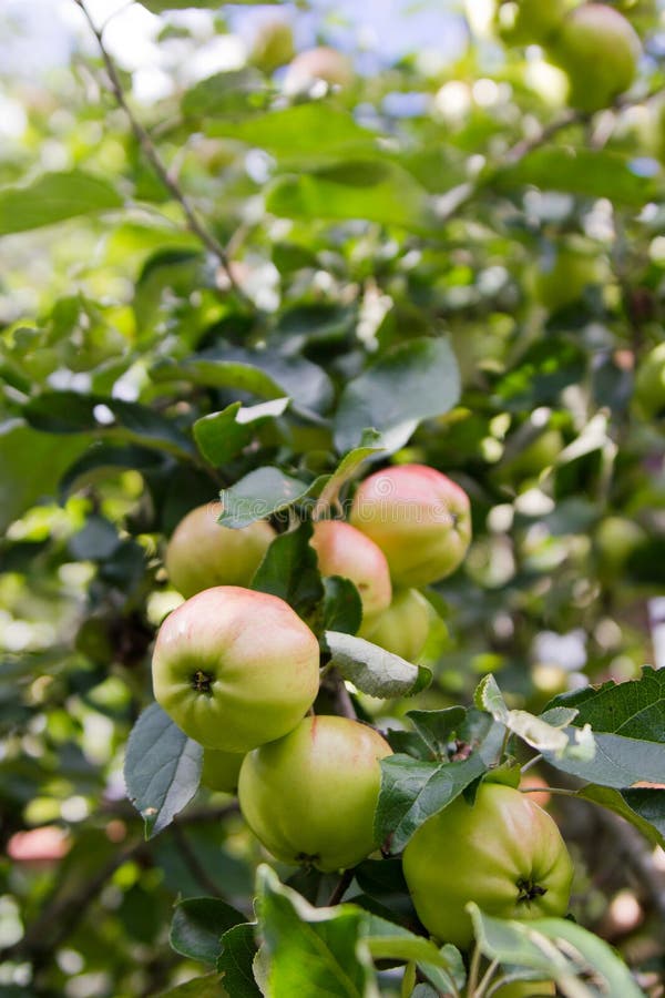 Apples on a branch stock image. Image of apple, farming - 26641371