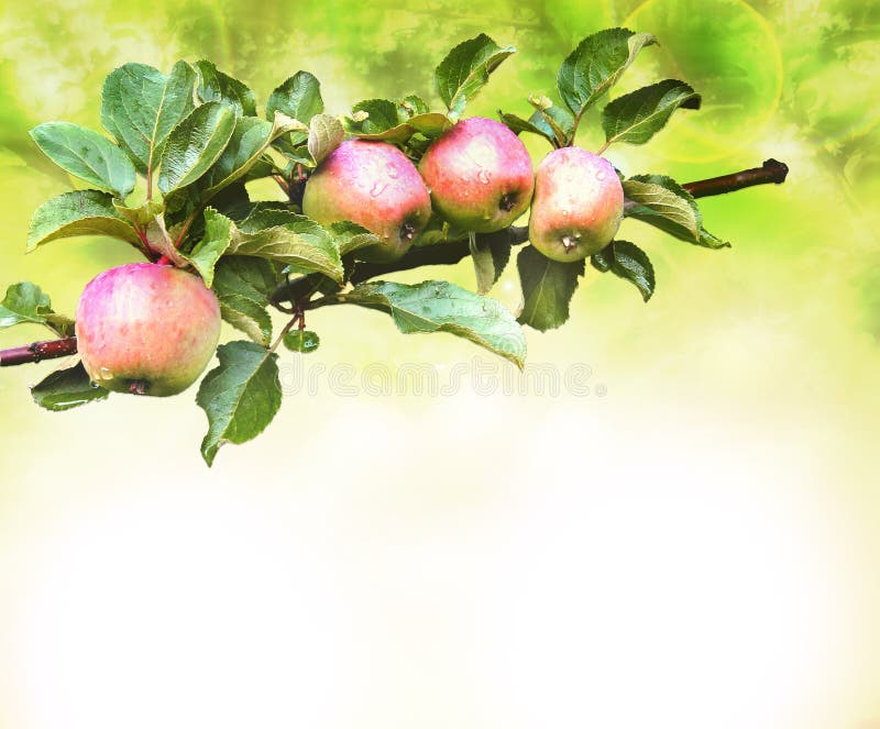 Apples branch background stock photo. Image of farming - 20030782