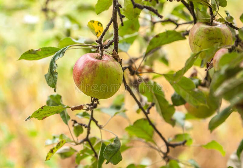 Apples on branch stock photo. Image of drink, macintosh - 43677346