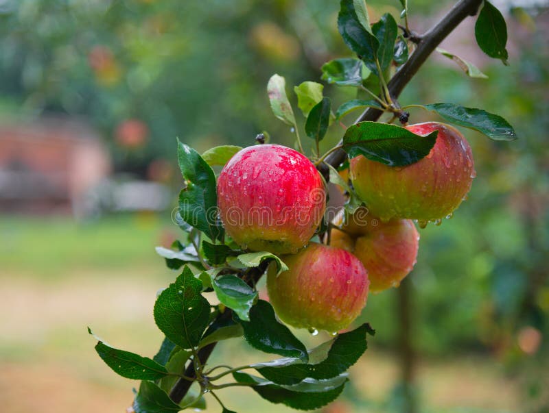 Apples on a branch stock photo. Image of outdoors, juicy - 70630558