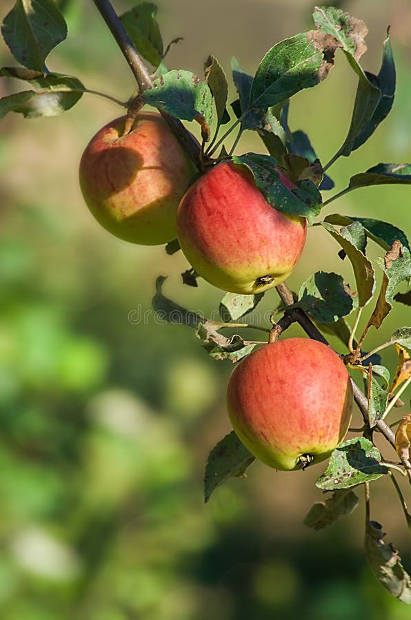 Apples on a branch stock photo. Image of lush, farm, horizontal - 78518904