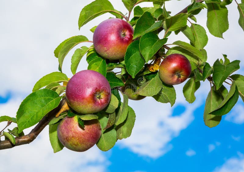 Apples on a branch stock image. Image of apples, natural - 179104713