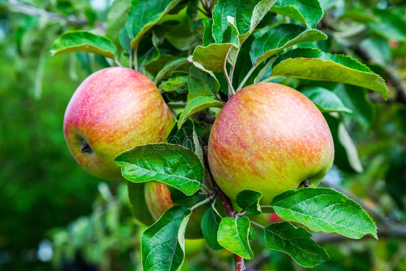 Apples on a branch stock image. Image of leaf, nature - 179105045