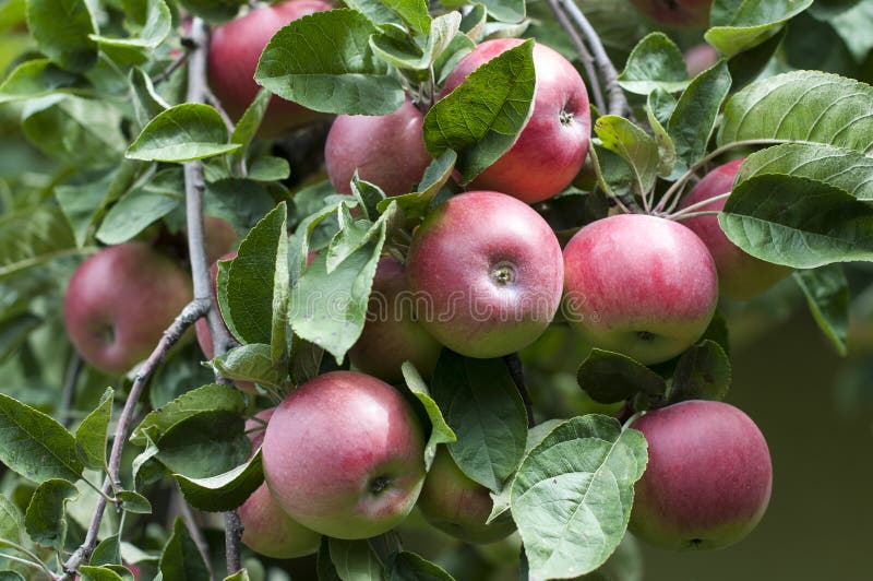 Apples stock photo. Image of ripe, apples, branch, season - 35480754