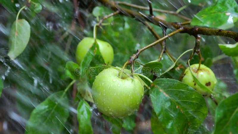 Ripe Apples In Raindrops On Apple Tree Branch. Stock Footage - Video of ...