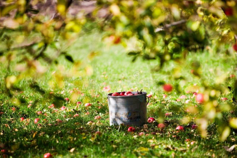 Apples in bucket stock image. Image of garden, fall, countryside - 6533771