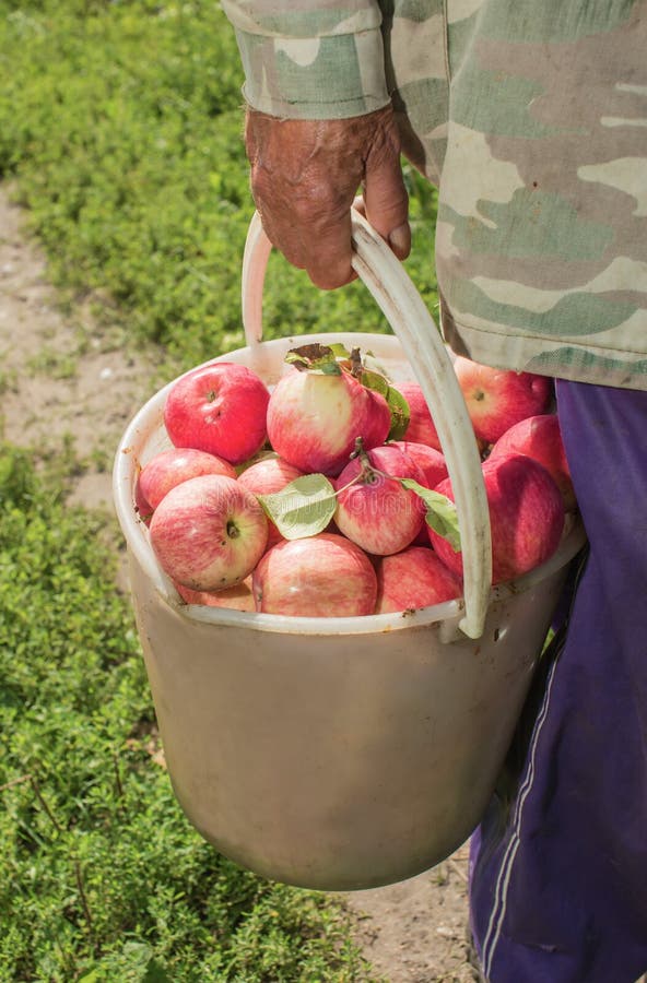 Apples in a bucket stock image. Image of worker, container - 33434375