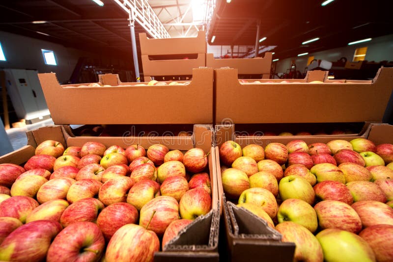 Apples in Cardboard Boxes at a Fruit Factory Stock Image - Image of ...